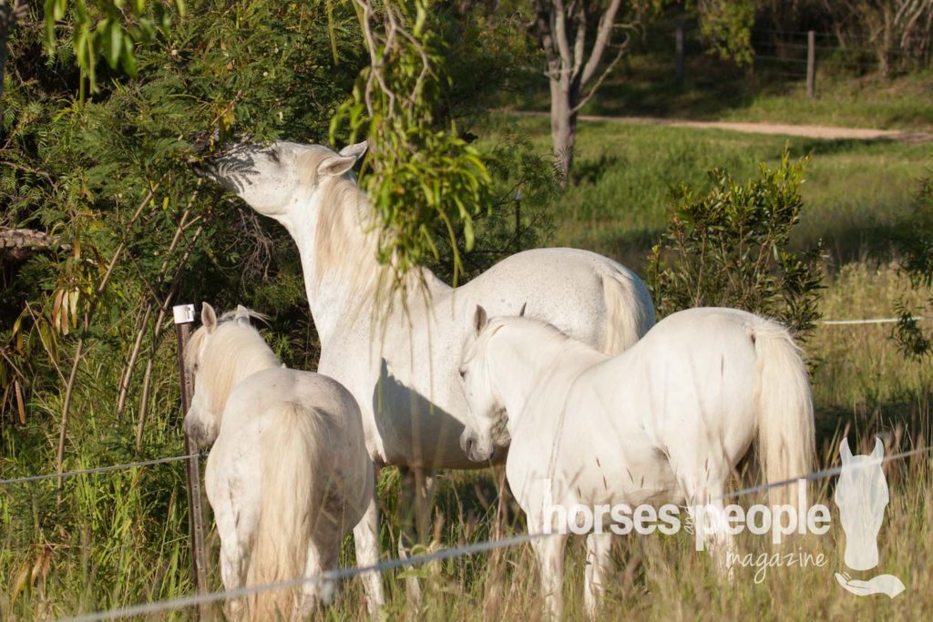 Webinar: Horse Paddock Design Tips – Equine Permaculture